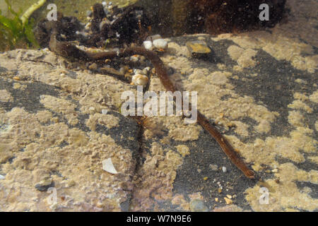 Bootlace worm (Lineus longissimus) Nemertea in a rockpool UK Stock ...