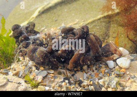 Bootlace Worm - Lineus longissimus Stock Photo - Alamy
