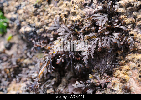 Pepper dulse (Laurencia pinnatifida), a red seaweed exposed at low tide ...