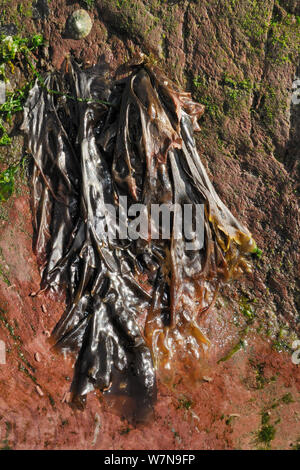 Laver seaweed Porphyra umbilicalis Stock Photo - Alamy