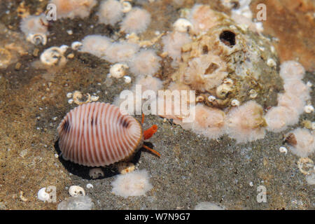Spotted cowrie (Trivia monacha) crawling over subtidal rock encrusted ...