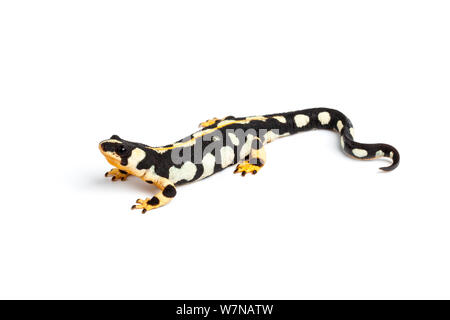 Kaiser's spotted newt (Neurergus kaiseri), also known as the Luristan ...