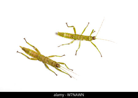 Two Giant spiny stick insect (Eurycantha coriacea), nymphs, captive ...