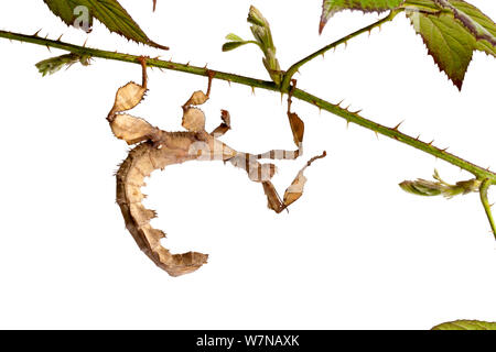 Macleay's spectre stick insect (Extatosoma tiaratum), captive, occurs ...