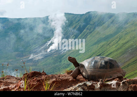 Volcan Alcedo giant tortoises (Chelonoidis nigra vandenburghi), Alcedo ...