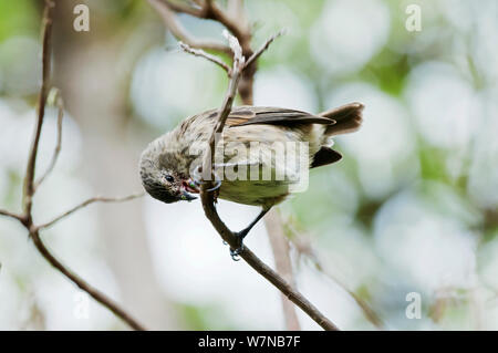 Medium Tree Finch Camarhynchus pauper Floreana Galapagos Stock Photo ...