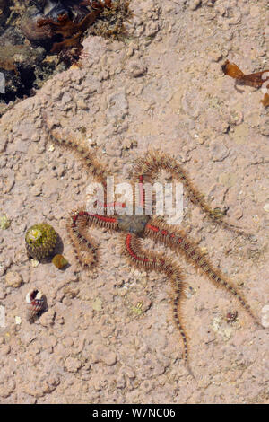 Rough Periwinkle - Littorina saxatilis Stock Photo - Alamy