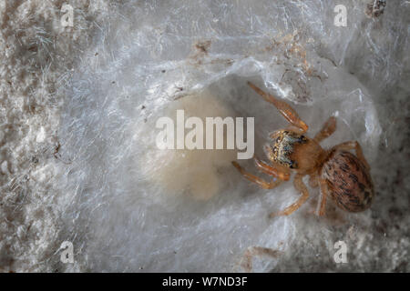 SPIDER; SPIDERS EGGS IN SAC Stock Photo - Alamy