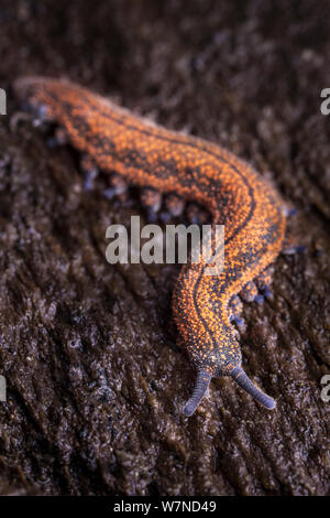 Velvet Worm (Peripatus novaezealandiae) known as 'living fossils ...