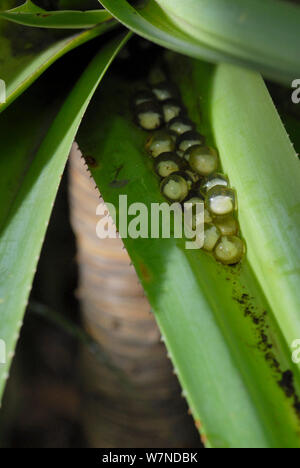 Fiji Tree Frog (Platymantis vitiensis) climbing on a leaf, yellow morph ...