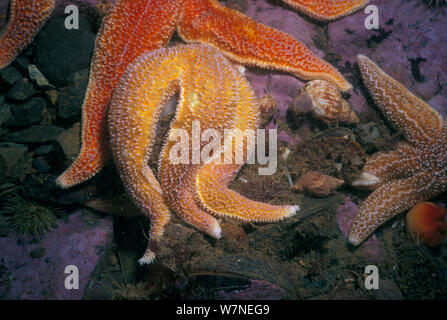 Forbes Sea Star (Asterias forbesi) Old 19th century engraved ...