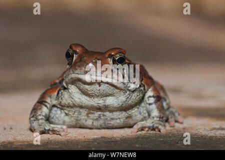 Red Toad, Hidden Valley, KwaZulu-Natal, South Africa (Schismaderma ...