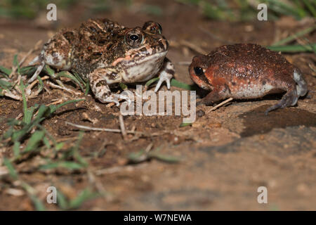 Bushveld Rain Frog (Breviceps adspersus), Marakele National Park ...