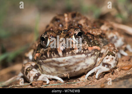 Tremolo Sand Frog (Tomopterna cryptotis), Marakele National Park ...