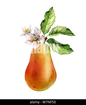 Yellow pear with leaves and flowers watercolor hand drawn illustration ...