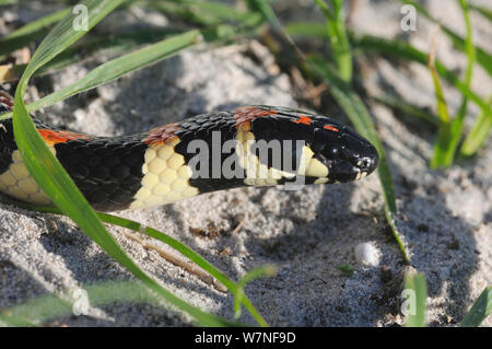 Spotted Harlequin Snake (Homoroselaps lacteus Stock Photo - Alamy
