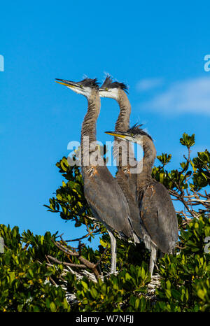Blue heron in Everglades NP,Florida Stock Photo - Alamy