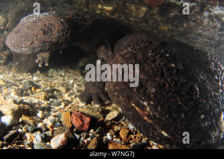Male Japanese giant salamander (Andria japonicus) emerging from a nest ...