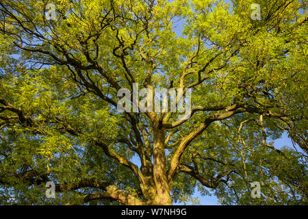 Ash tree (Fraxinus excelsior) looking up to canopy, Peak District ...
