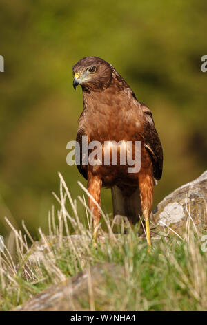 Portrait of Australasian Harrier Hawk, Circus approximans, New Zealand ...