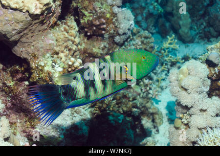 Broomtail wrasse (Cheilinus lunulatus). Egypt, Red Sea Stock Photo - Alamy