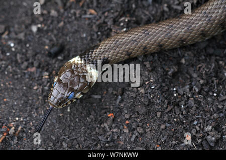 Grass Snake Natrix natrix Shedding Skin UK Molting Stock Photo - Alamy