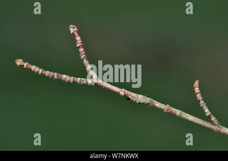 Field maple twig and buds in winter (Acer campestre Stock Photo - Alamy