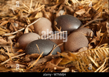 Emu eggs, Australia Stock Photo - Alamy