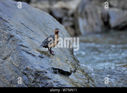 Female Torrent Duck (Merganetta armata) sitting on a rock in a fast ...