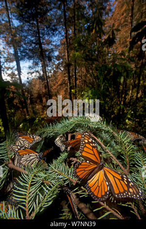 Monarch butterfly (Danaus plexippus) hibernating, Mariposa Monarca ...