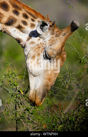 Giraffes eating leaves from a bush. Wildlife animal feeding in natural ...