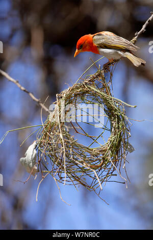 Red-headed weaver (Anaplectes rubriceps) weaving his nest on a branch ...