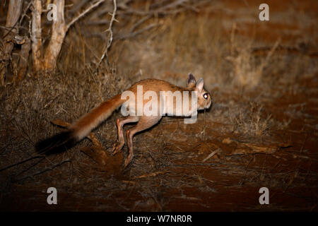 Springhare (Pedetes capensis: Pedetidae) at night in the Kalahari ...