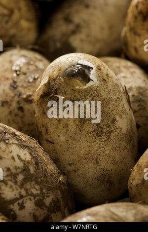Broad snouted caiman (Caiman latirostris) hatching from egg in nest ...