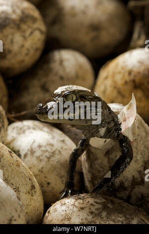 Broad snouted caiman (Caiman latirostris) hatching from egg in nest ...