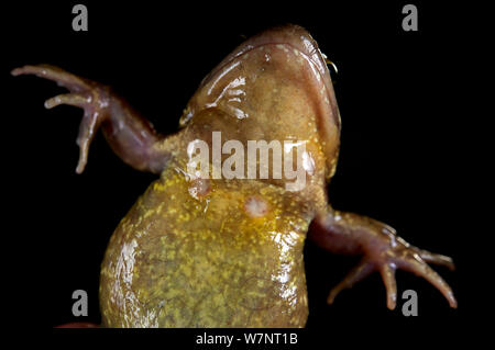 Female common frog (rana temporaria) with frogspawn in a garden pond ...