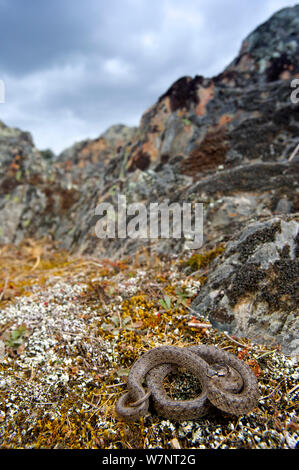 False smooth snake Macroprotodon cucullatus drinking Alicante Spain ...