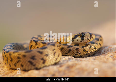 Juvenile Ladder snake (Rhinechis scalaris) coiled up and tongue ...