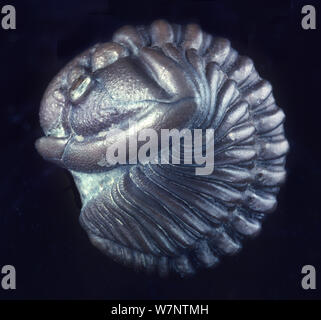 Well preserved fossil of trilobite Dudley locust (Calymene blumenbachii ...
