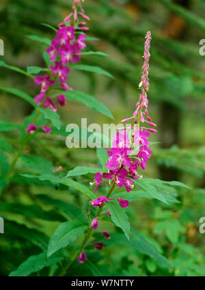 Fireweed Epilobium angustifolium Jasper National Park Canada Stock ...