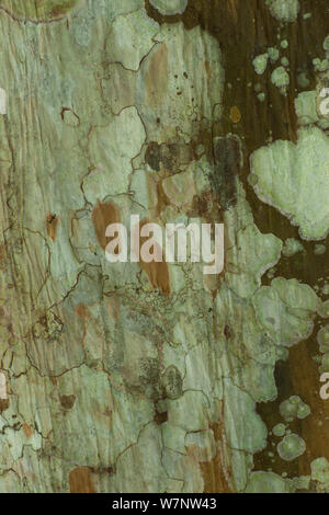 Mottled 'Bolongo' tree bark patterns and shades with fly on lower tree ...