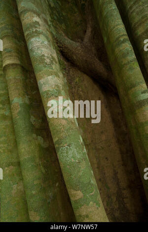 'Boko' tree trunk (Balanites wilsoniana), lots of the tropical ...