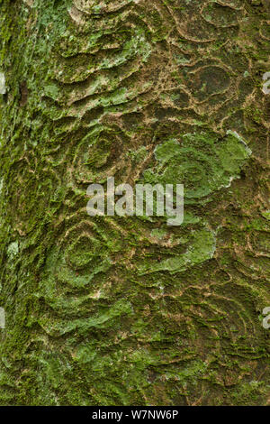 'Mbanda' tree trunk with bark patterns (Erthrophleum suaveolens) lots ...