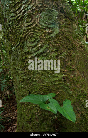 'Mbanda' tree trunk with bark patterns (Erthrophleum suaveolens) lots ...