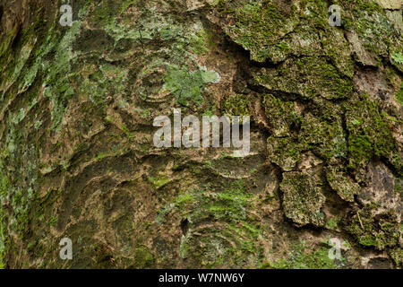 'Mbanda' tree trunk with bark patterns (Erthrophleum suaveolens) lots ...