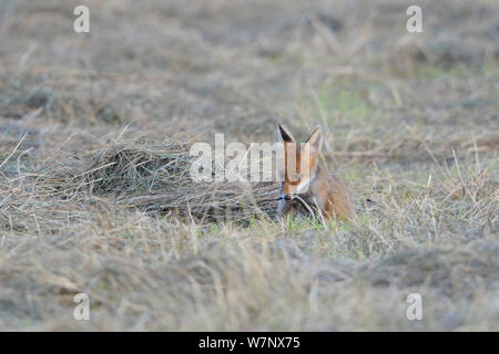 Red Fox (Vulpes vulpes) catching a chicken, prey Stock Photo - Alamy