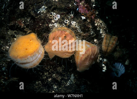 Spiny Pink Scallops (Chlamys hastata) encrusted with sponge. Vancouver ...