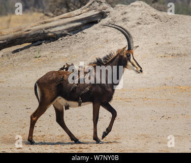 Sable antelopes (Hippotragus niger) feeding at the Vumbura Plains in ...