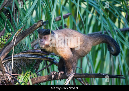 Brown tufted capuchin monkey male in green grass Stock Photo - Alamy