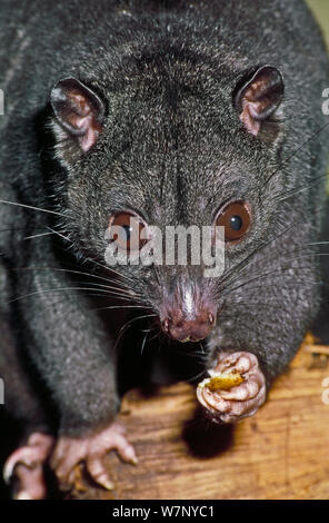 Ground Cuscus (phalanger gymnotis Stock Photo - Alamy